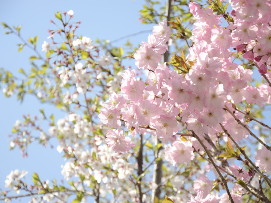 春暖花开_LLGD-站酷ZCOOL