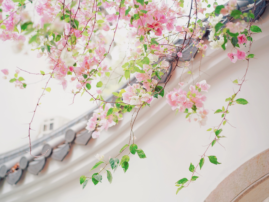 春已至 | 记录 摄影 | 深圳园博园_么酱MOJO-站酷ZCOOL