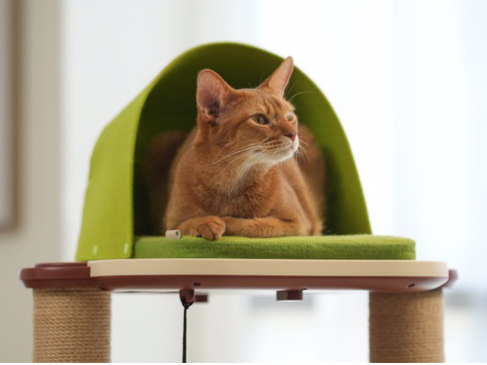 petlibro 猫爬架_MY_STUDIO-站酷ZCOOL