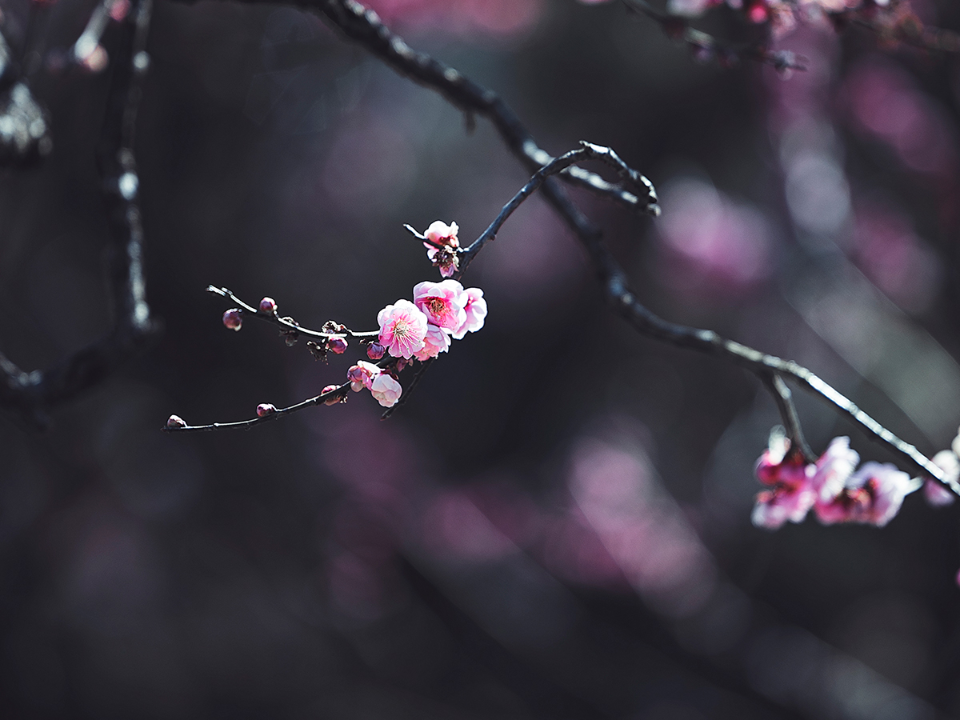 寒梅最堪恨，常作去年花_苏辛SX-站酷ZCOOL