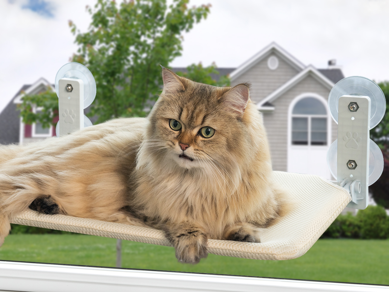 猫吊床_琼琼qiong-站酷ZCOOL