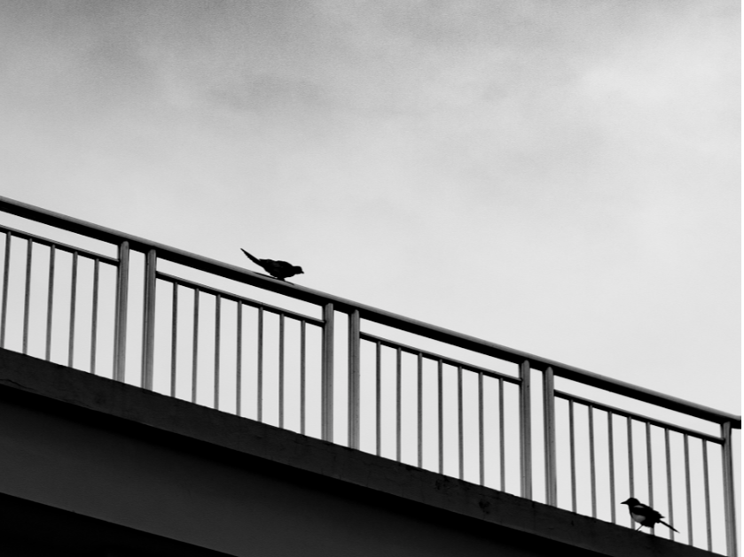 落脚的鸟_马老三123-站酷ZCOOL