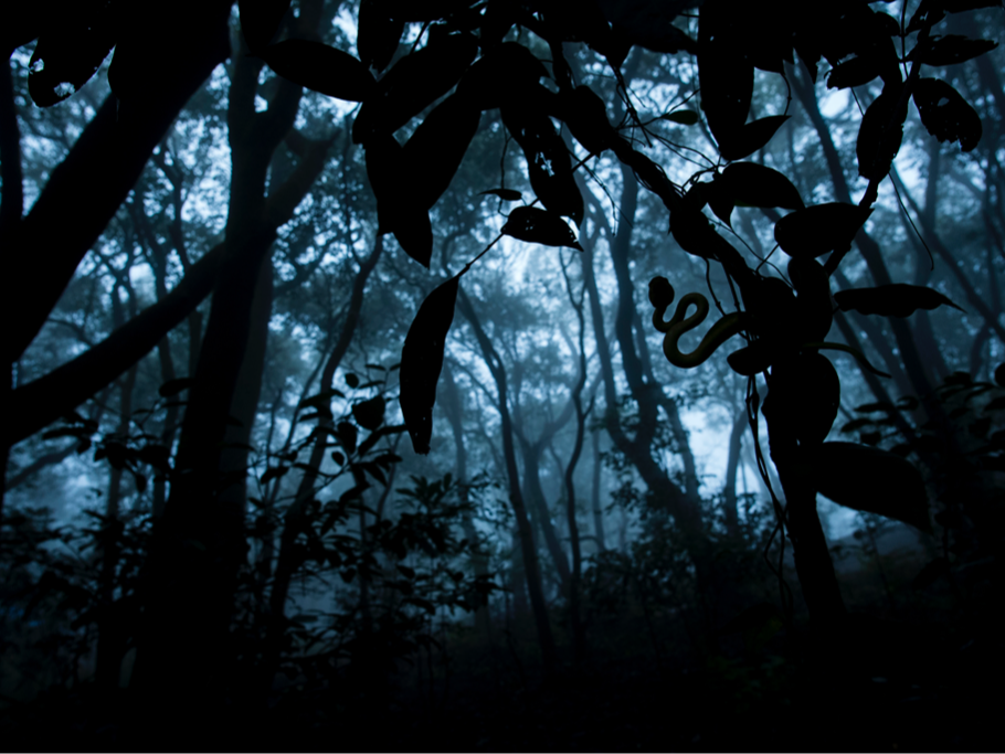 #CWIVC影像年赛#Pratik Pradhan-《Ambush Predator》_CWIVC影像年赛-站酷ZCOOL