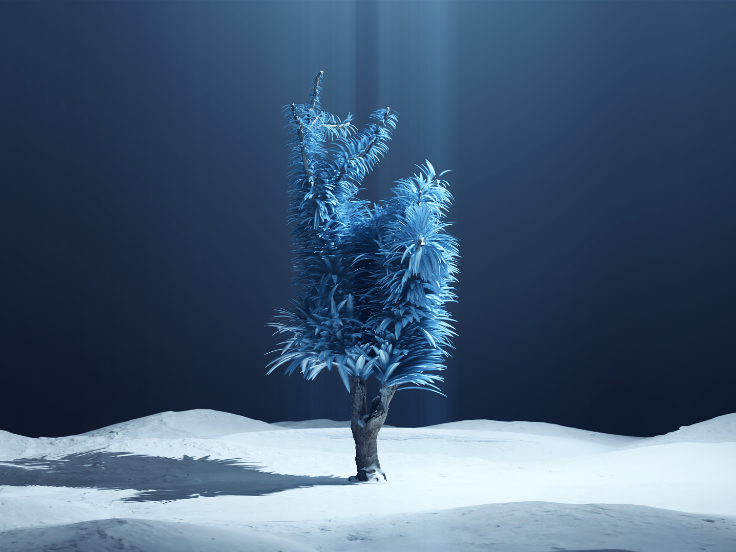 鸡 毛 掸 子 树 | Feather Duster Tree_ImageTinys-站酷ZCOOL