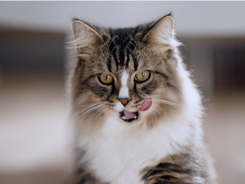 Petlibro喂食器_MY_STUDIO-站酷ZCOOL