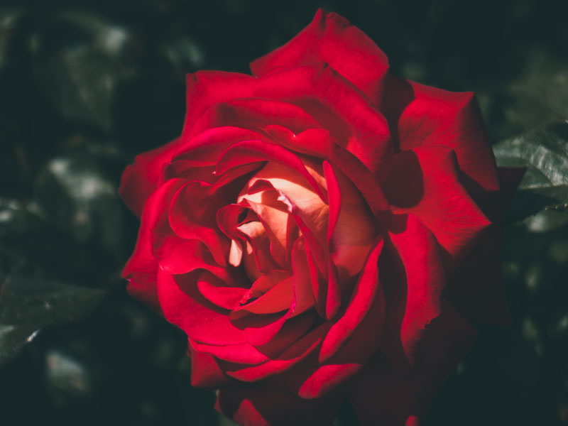 那些花儿_木寒Han-站酷ZCOOL