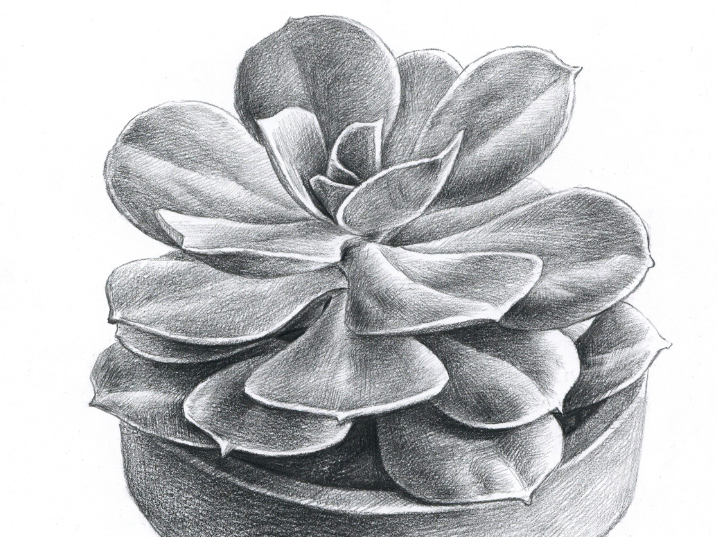 素描多肉绘画_星亮绘画art-站酷ZCOOL