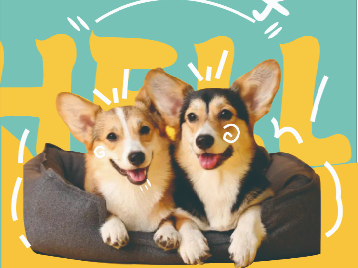 hello 柯基_甜点-站酷ZCOOL