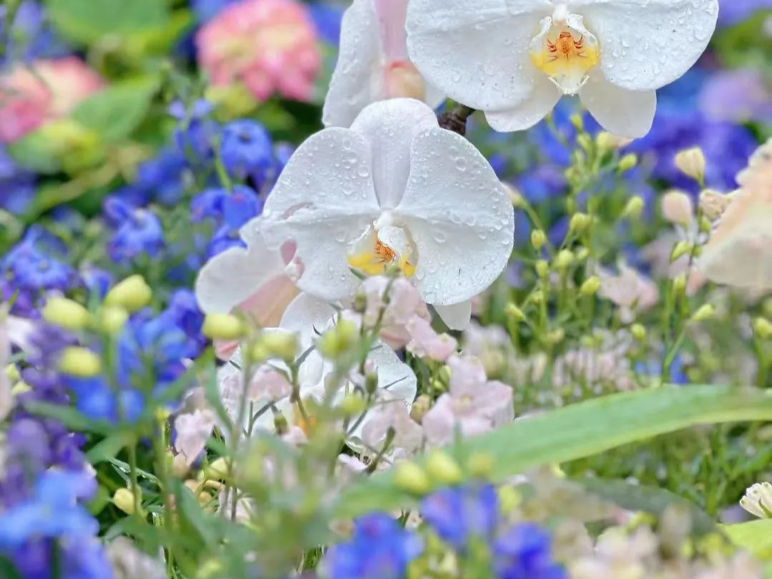 武汉沙湖公园C区-百花争艳_沙僧SEA-站酷ZCOOL