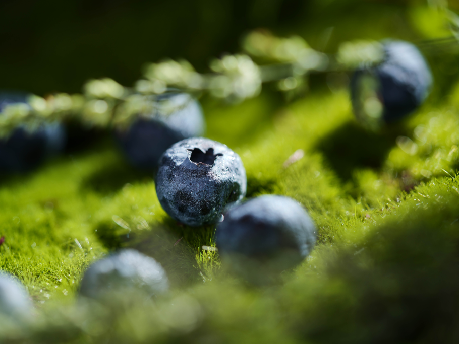 蓝莓_ye晓晓-站酷ZCOOL