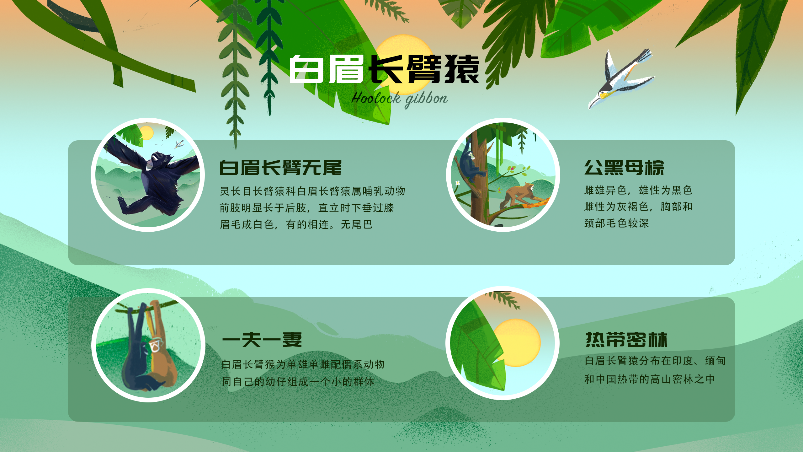 忠诚与爱的象征-白眉长臂猿_画特别多的Hans-站酷ZCOOL