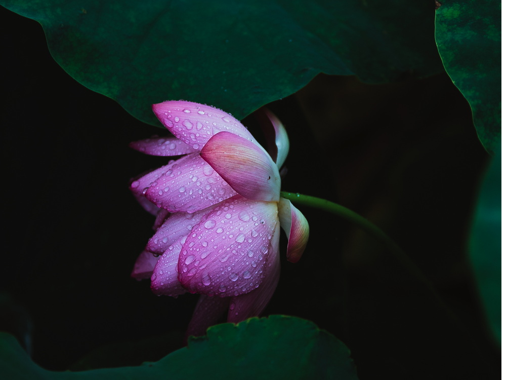 雨中荷花_zhao_c_l-站酷ZCOOL