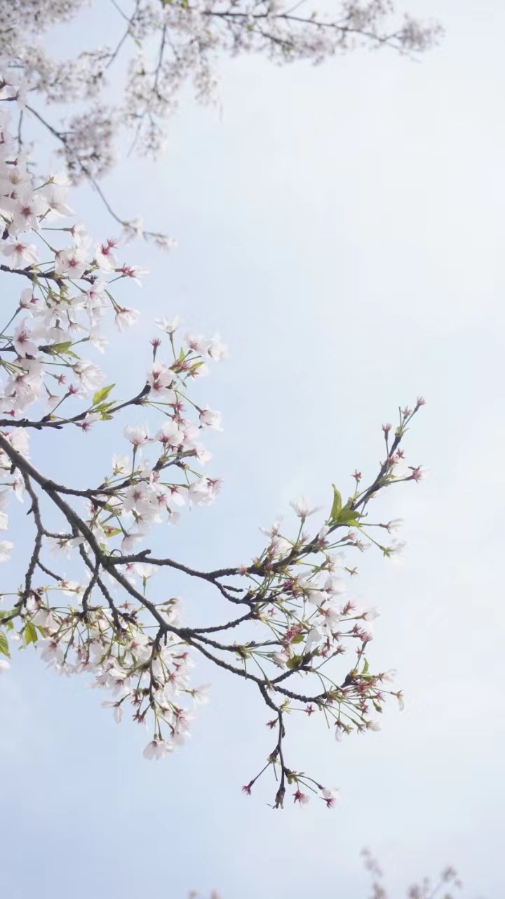 曝光下的花_一懒众山小yq-站酷ZCOOL