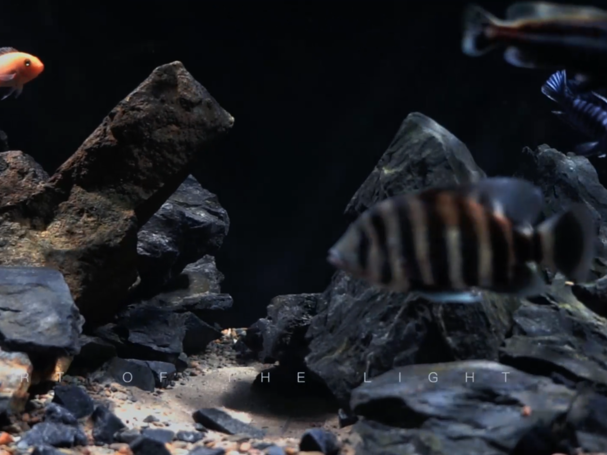 鱼缸 | 珊瑚慈鲷鱼 xq.vision_八方来才平安顺-站酷ZCOOL