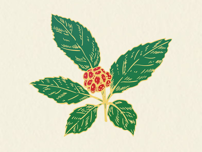 汉方本草系列插画_Oohlily-站酷ZCOOL