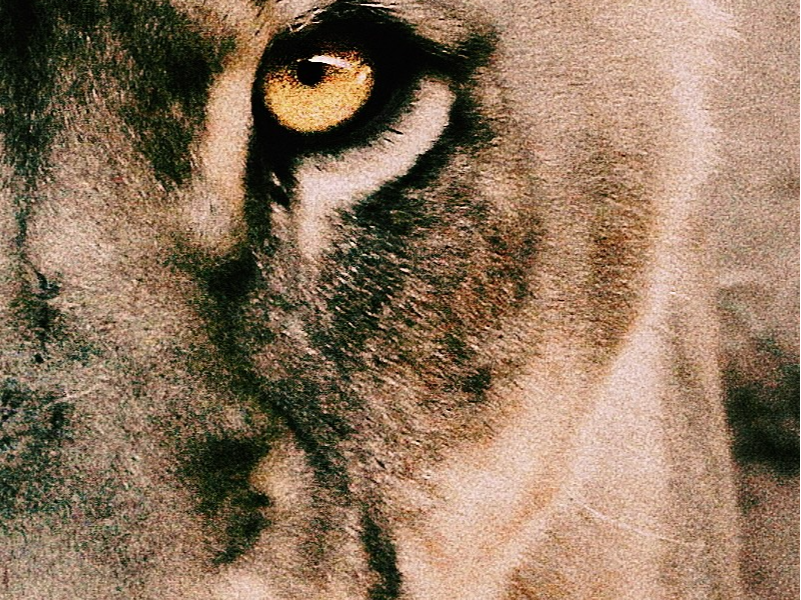 狩猎者的眼神_歪猴儿Terry-站酷ZCOOL