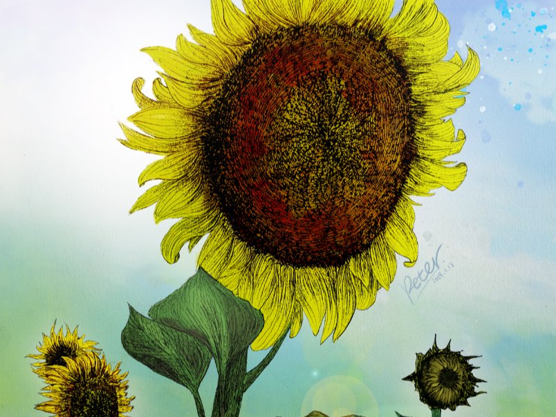 向日葵_Peter_Doroph-站酷ZCOOL