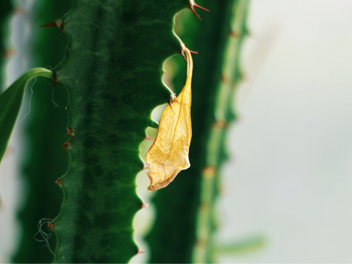 绿植01_QWZ808-站酷ZCOOL