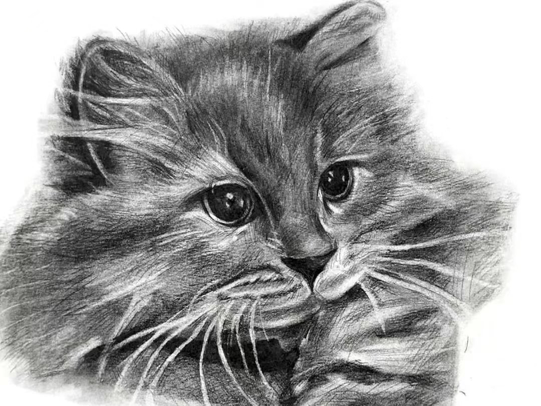 猫咪素描_艷艷-站酷ZCOOL