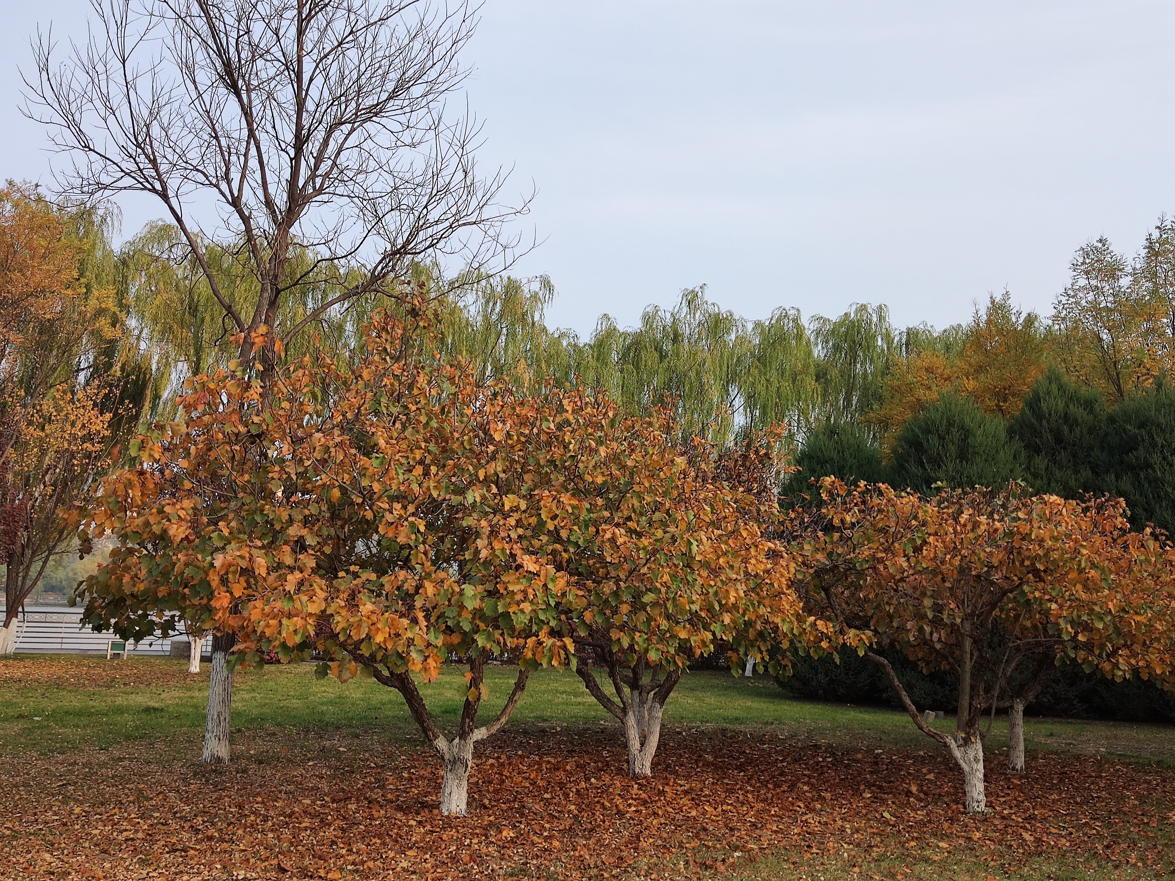 深秋_sxqshi-站酷ZCOOL