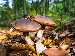 野蘑菇_Hanqh-站酷ZCOOL