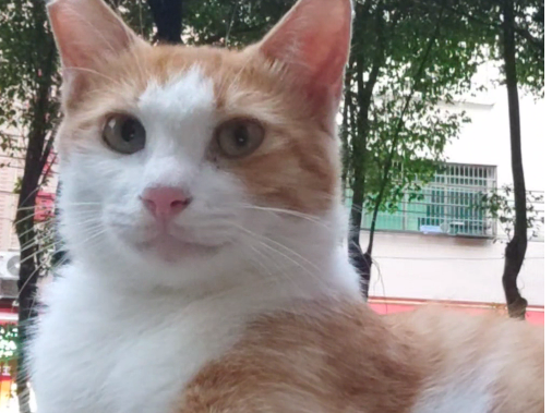 Kwok——剪辑篇之动物_Kwokkkkk-站酷ZCOOL