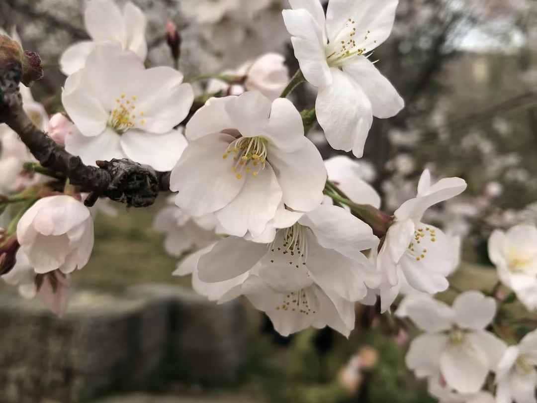 樱花_小狮纸cool-站酷ZCOOL