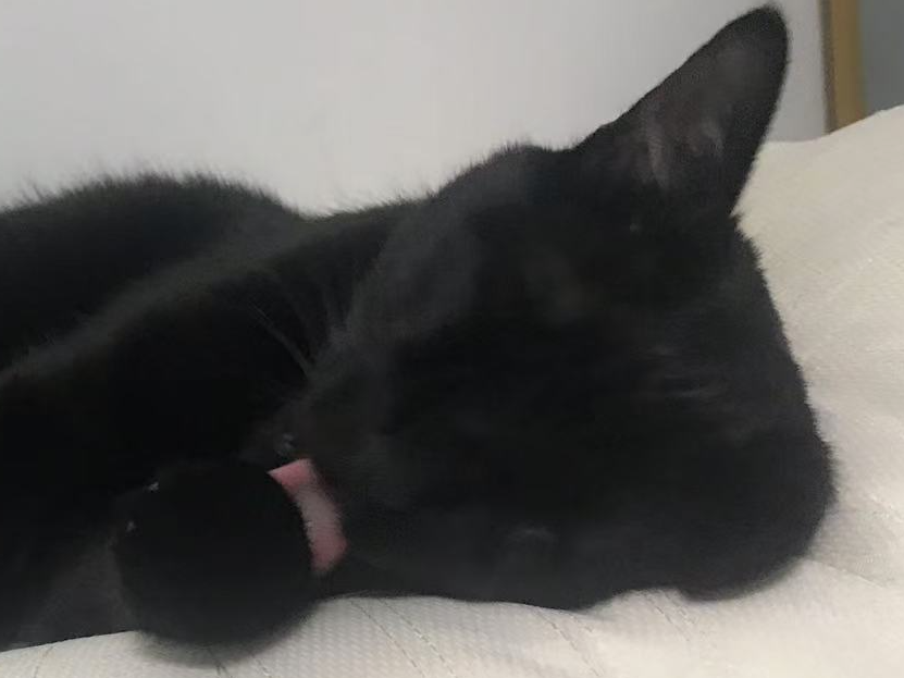 小猫舔爪子_想做一只长颈鹿-站酷ZCOOL