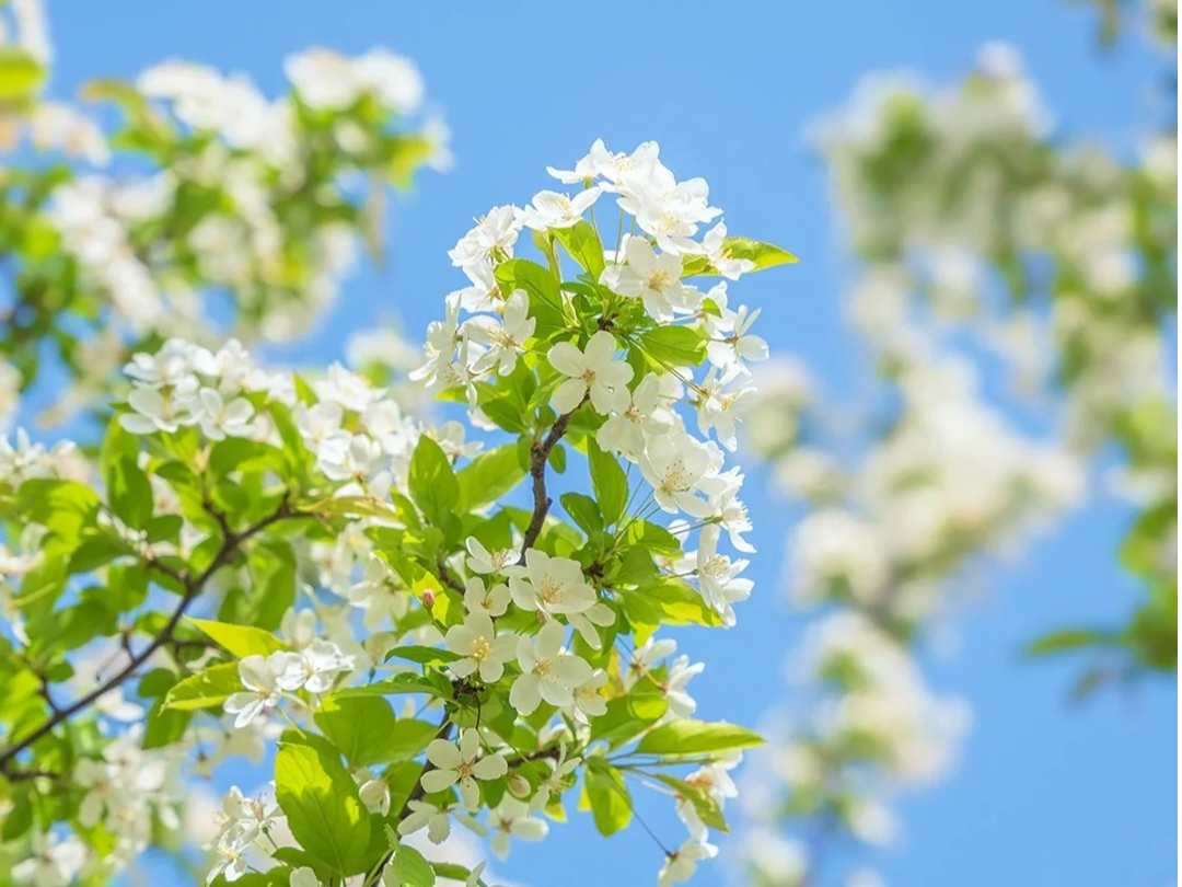 芳菲四月天 海棠动春容_BabyAnni.嫕嬿-站酷ZCOOL