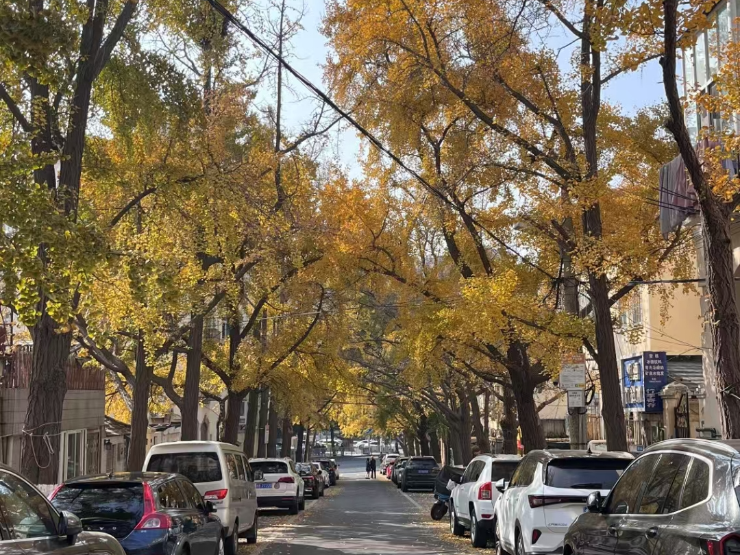 街道_花开花落8-站酷ZCOOL