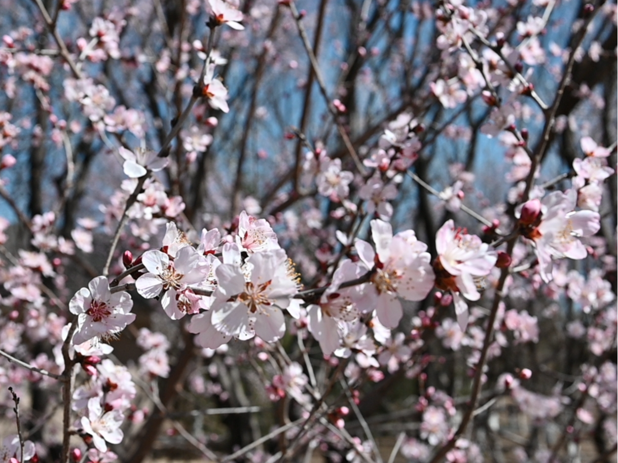 桃花_一凡2024-站酷ZCOOL