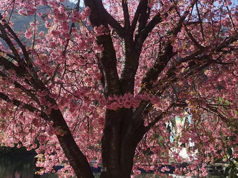 树_Z784400411-站酷ZCOOL