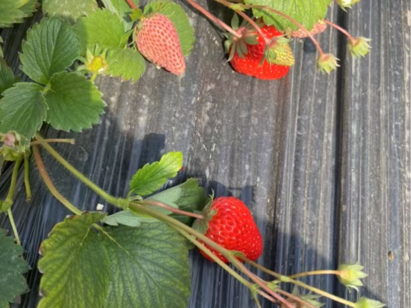 草莓_Z784400411-站酷ZCOOL