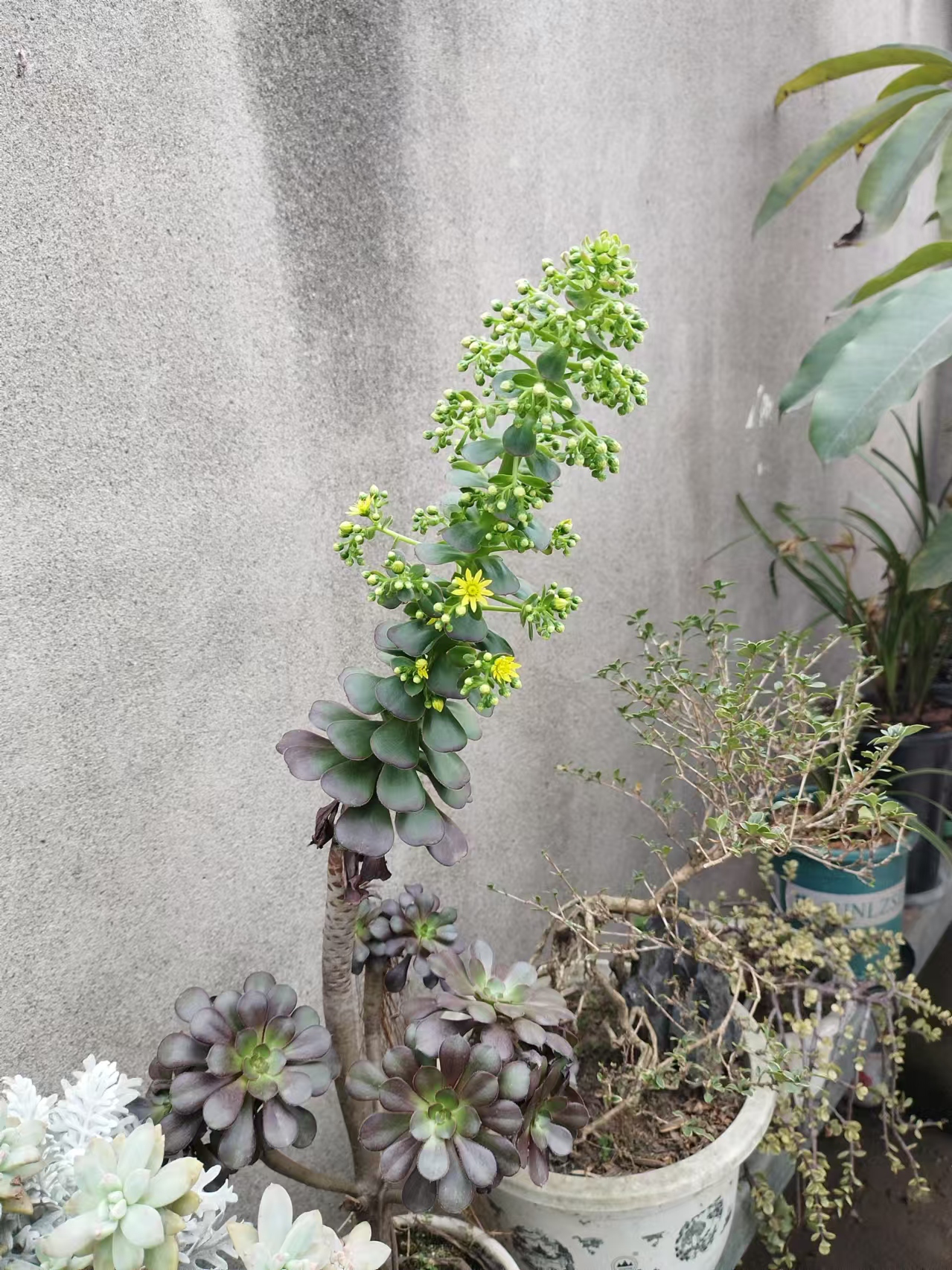 duo-rou_SIBER-站酷ZCOOL