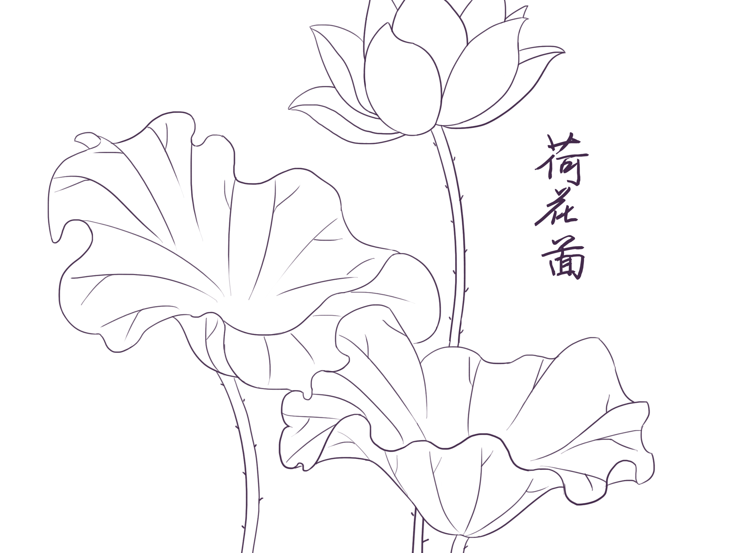 荷花图线稿_插画清清小溪-站酷ZCOOL