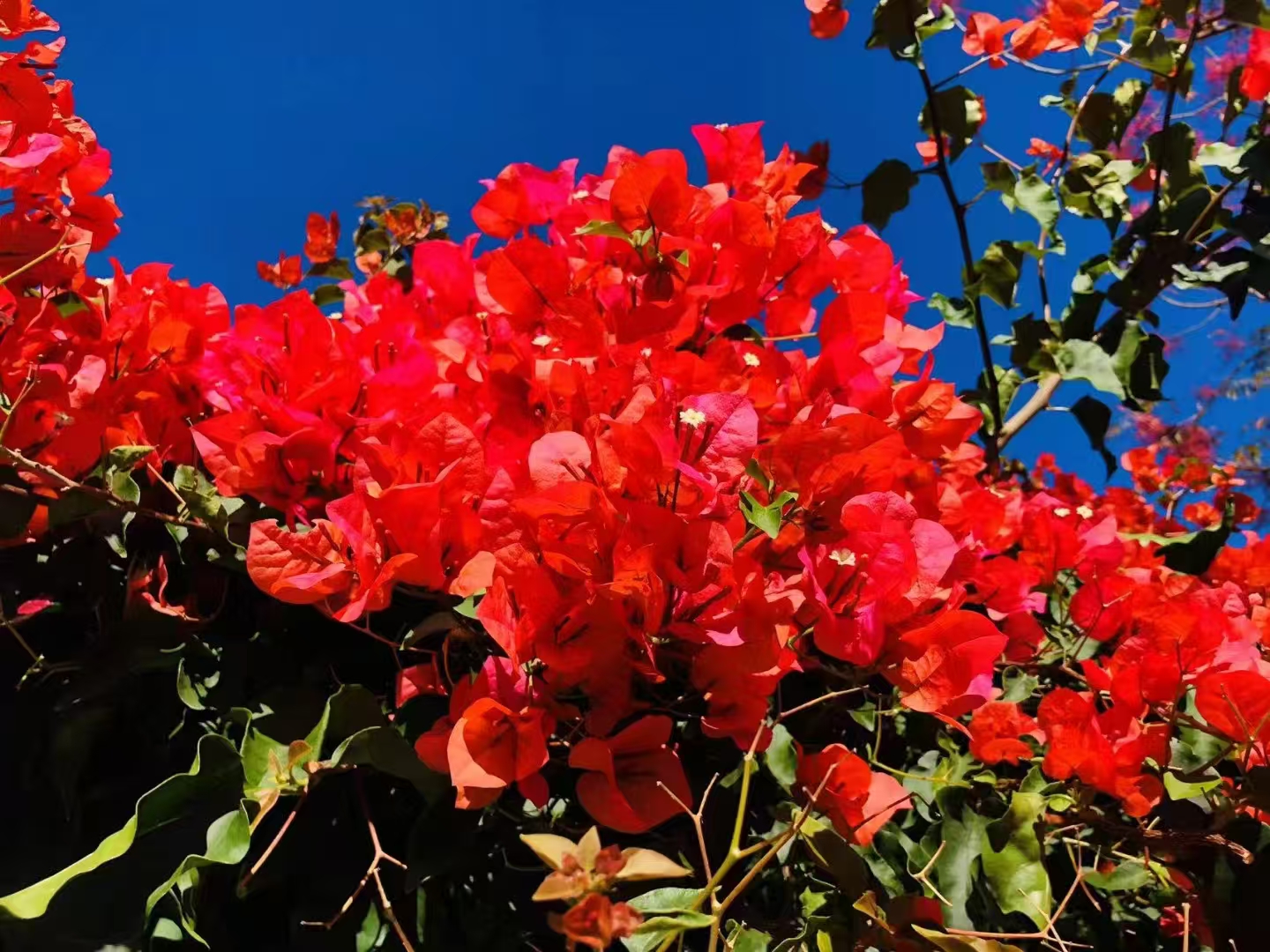 红色花_花开花落8-站酷ZCOOL