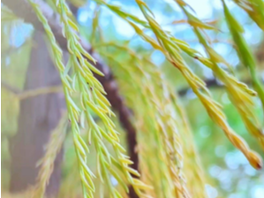 松枝迎冬 诗意朦胧_jjy05-站酷ZCOOL