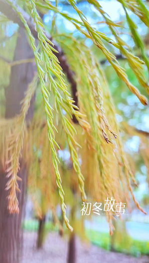 松枝迎冬 诗意朦胧_jjy05-站酷ZCOOL