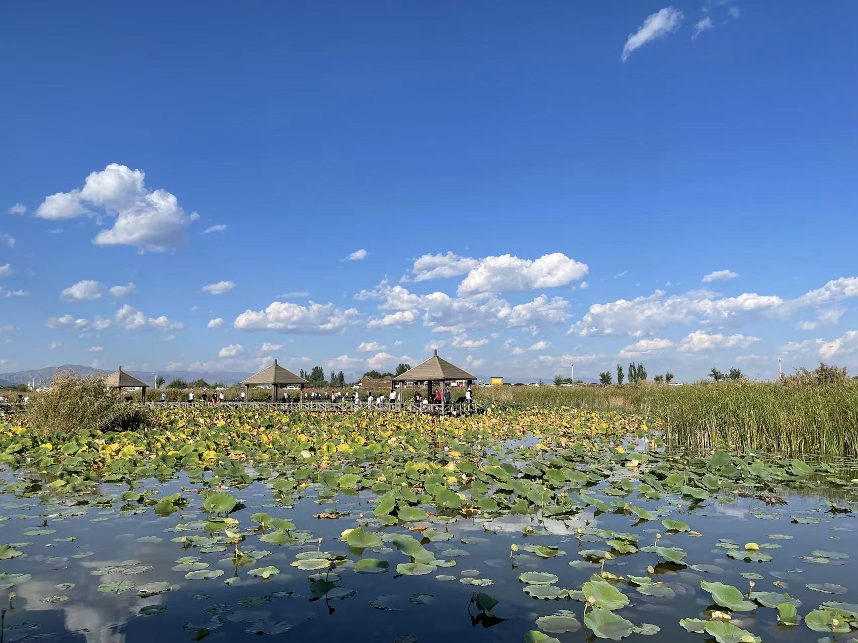 🌿夏日荷塘，静谧时光里的清凉一隅🌸_Carolin_瑶-站酷ZCOOL