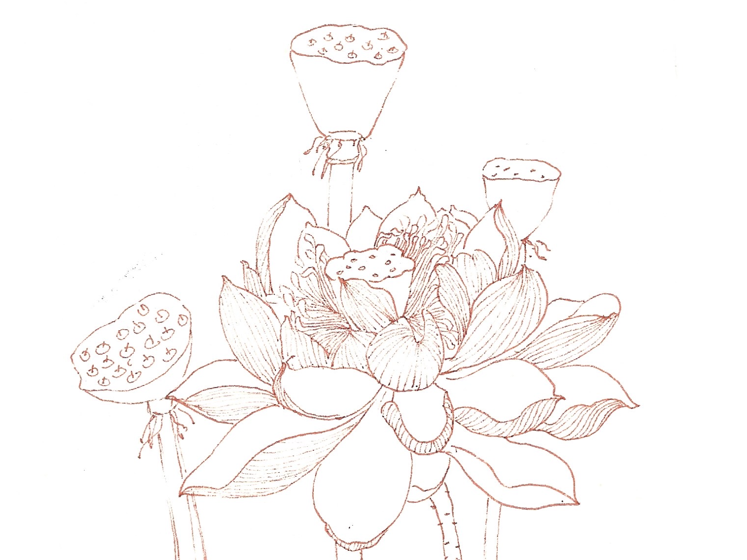 钢笔手绘-荷花_cucu_J-站酷ZCOOL