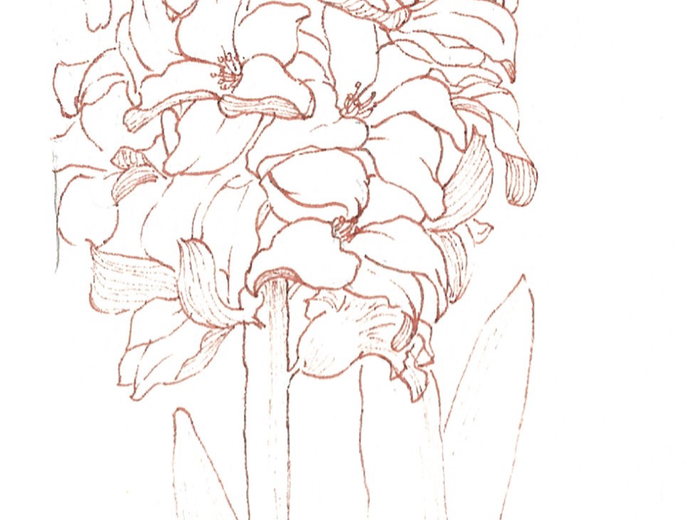 钢笔手绘-风信子_cucu_J-站酷ZCOOL