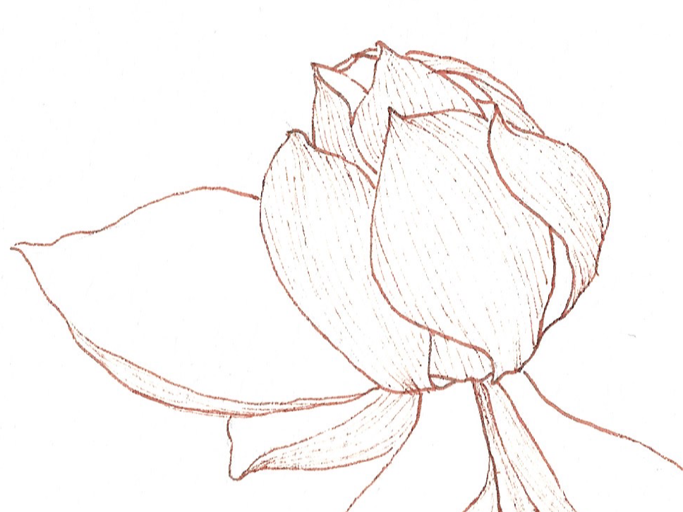 钢笔手绘-荷花2_cucu_J-站酷ZCOOL