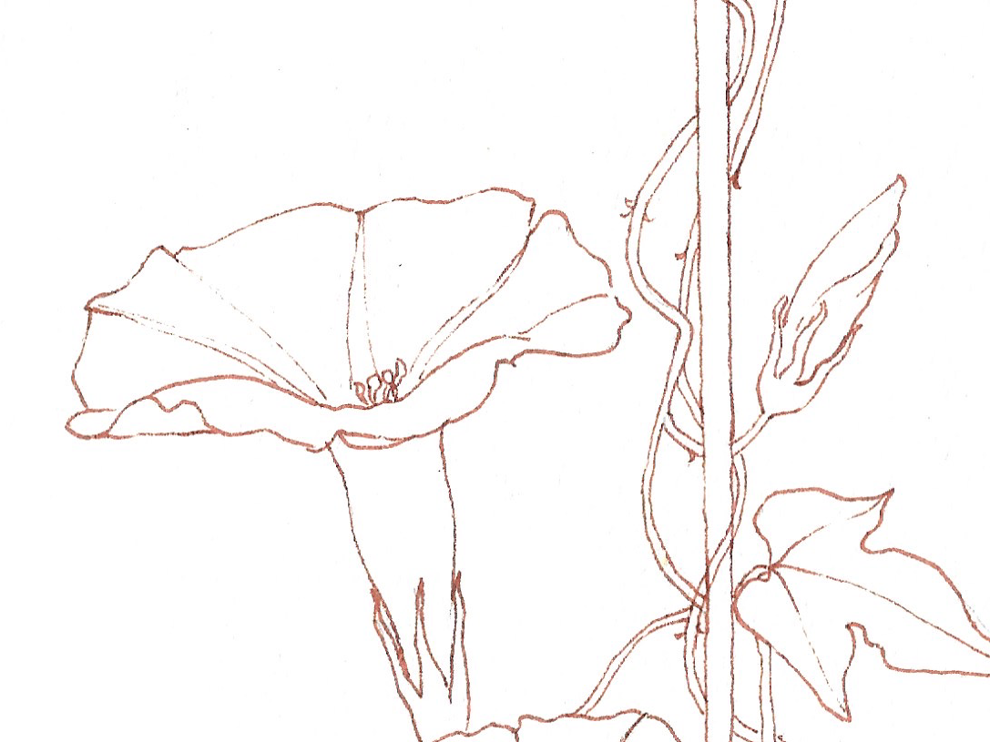 钢笔手绘-牵牛花_cucu_J-站酷ZCOOL