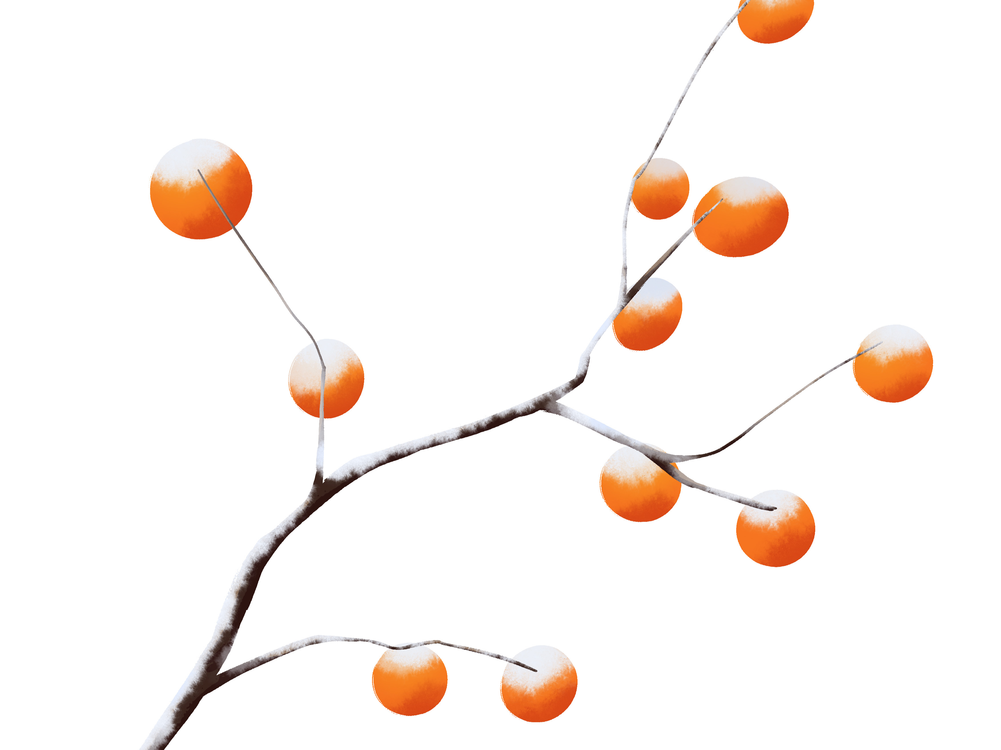 柿子_怦然欣动-站酷ZCOOL