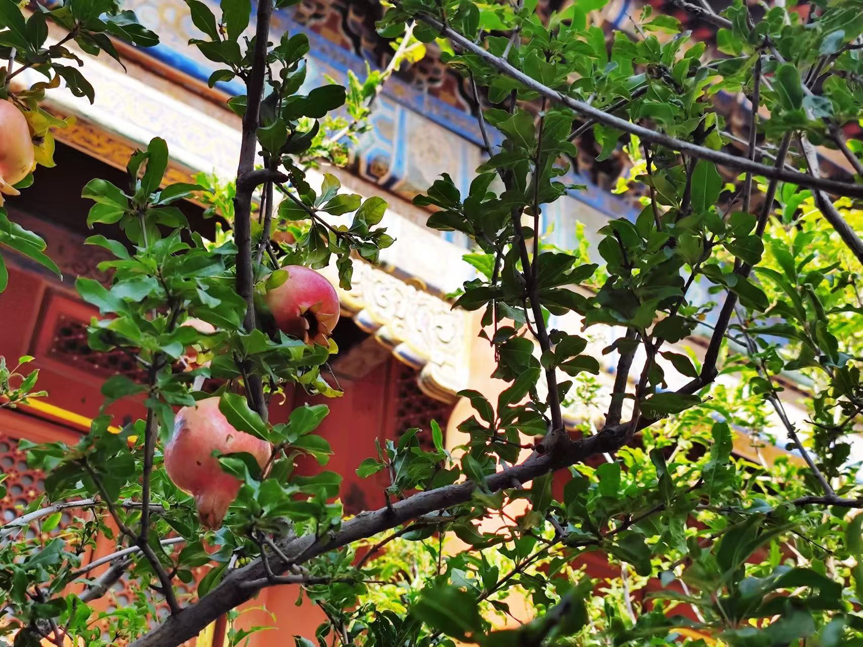 🌿💖【石榴挂枝头，古韵映眼帘】💖🌿_ZhMao-站酷ZCOOL