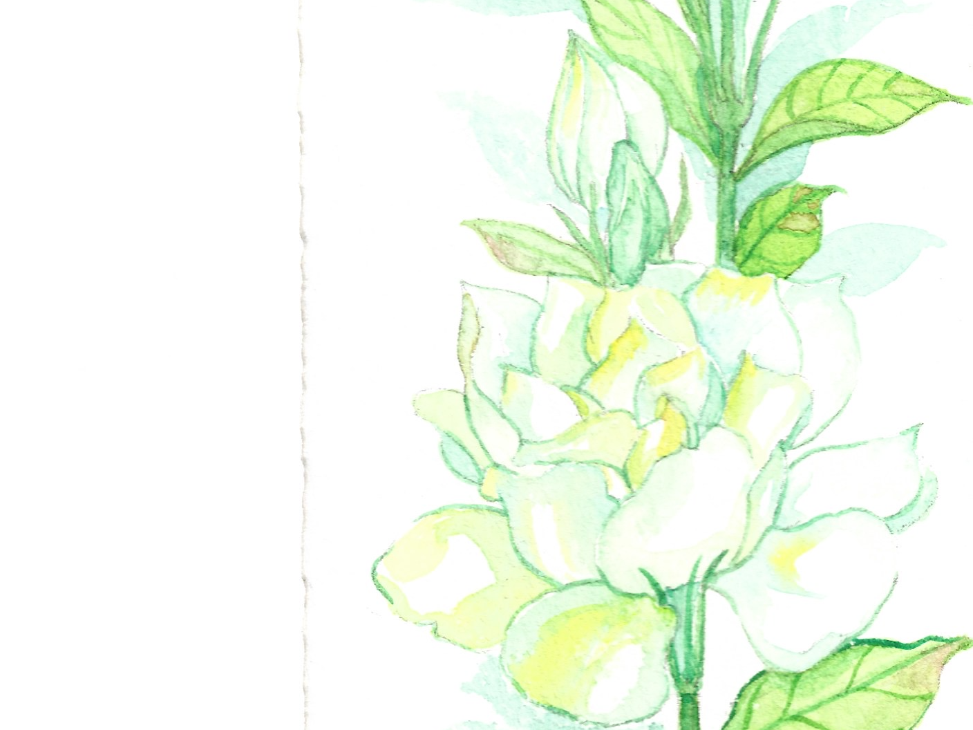 水彩-栀子_cucu_J-站酷ZCOOL