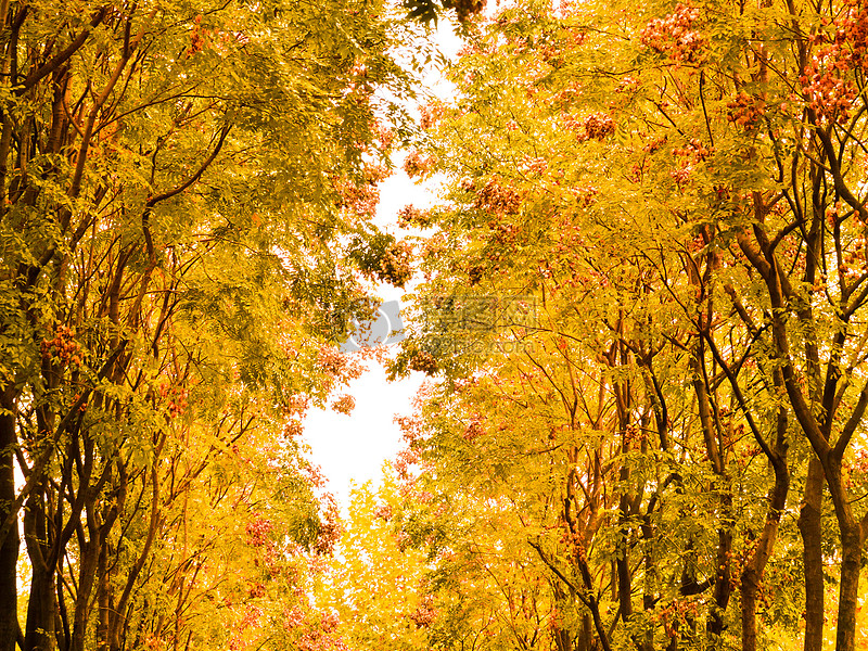 秋叶_Hanqh-站酷ZCOOL