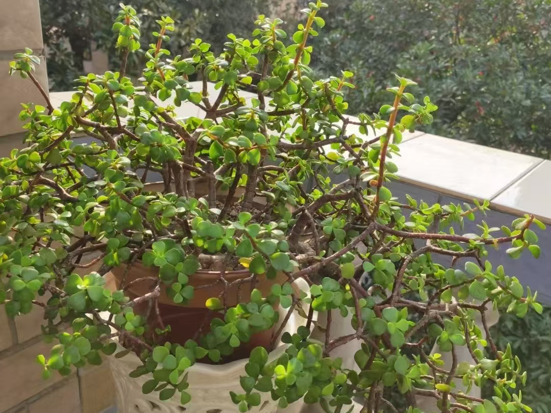 绿萝_酷姐one-站酷ZCOOL