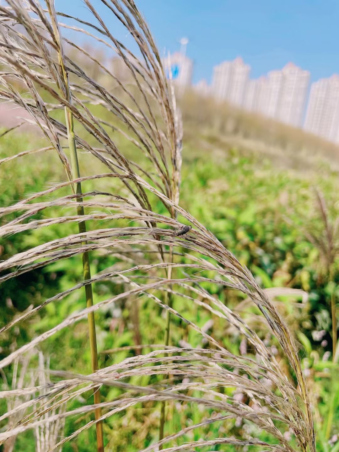 秋日_Z256400004-站酷ZCOOL