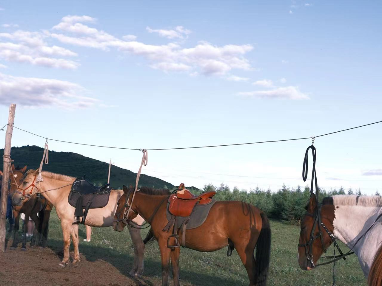 牛_haha嘻嘻-站酷ZCOOL